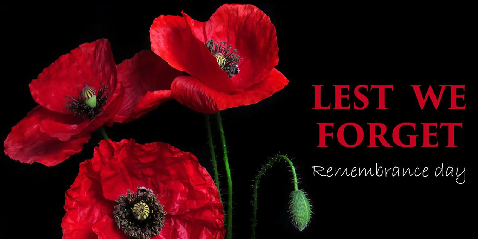 Lest We Forget – Honouring Our Veterans This Remembrance Day 2025 ...